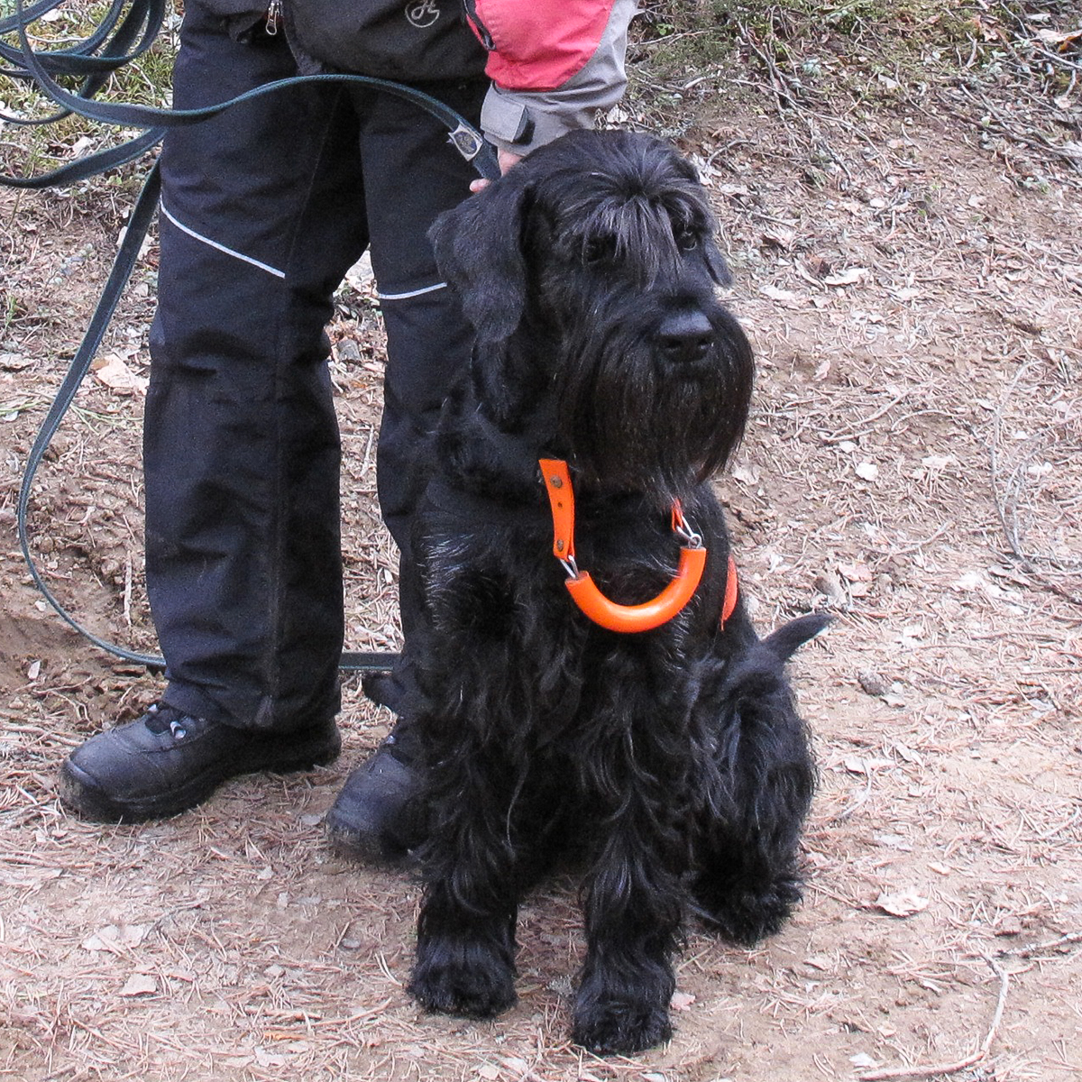 Working schnauzers – kennel Wanhan Purolan